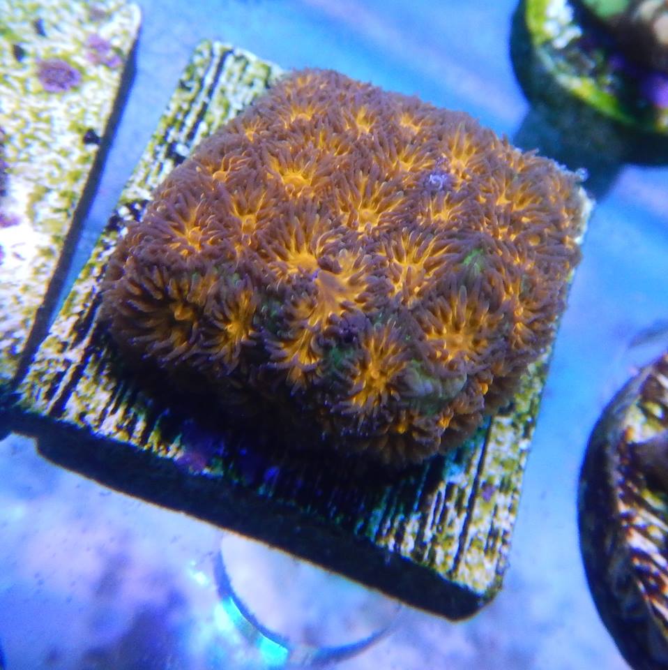 Golden Leptastrea – The Corner Reef Online